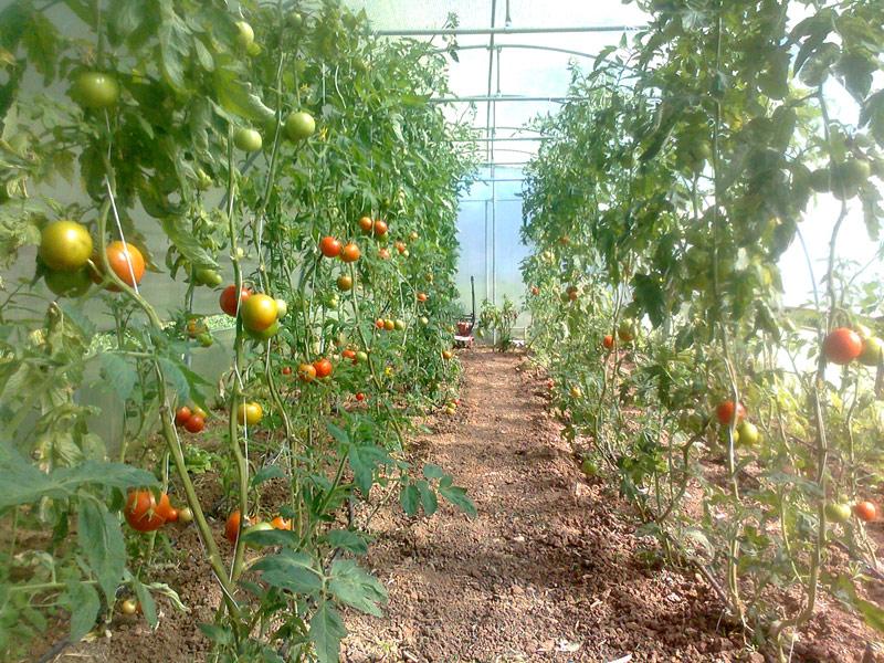 Θερμοκήπια | Σαραντινός
